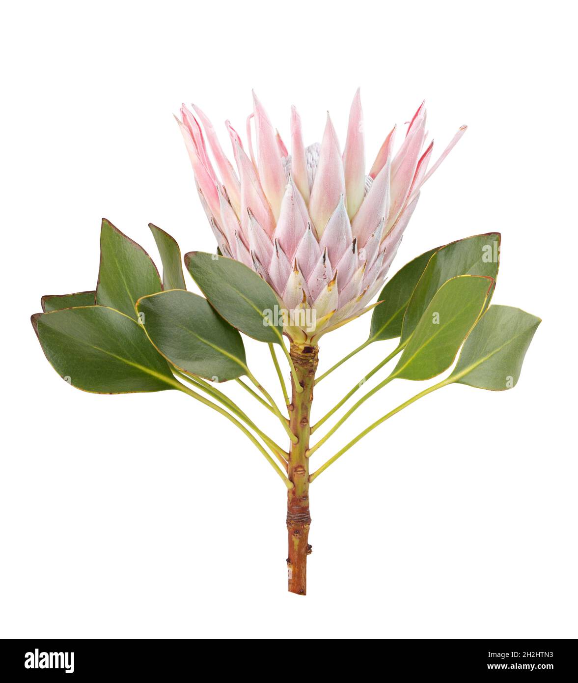 Fresh protea flower isolated on white background. Clipping path Stock ...