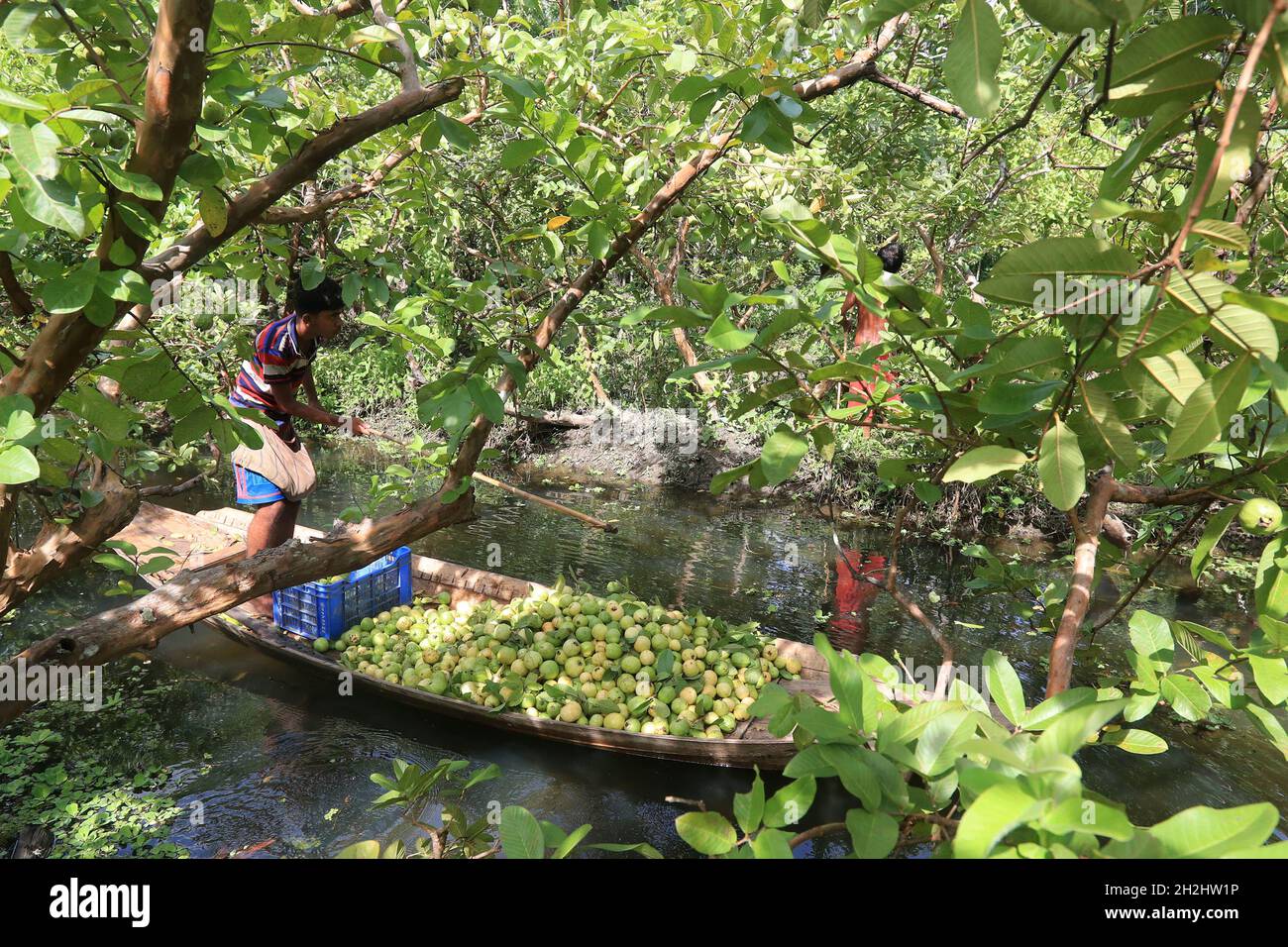 A floating guava market in Barisal at Bangladesh Thousands of farmers ...
