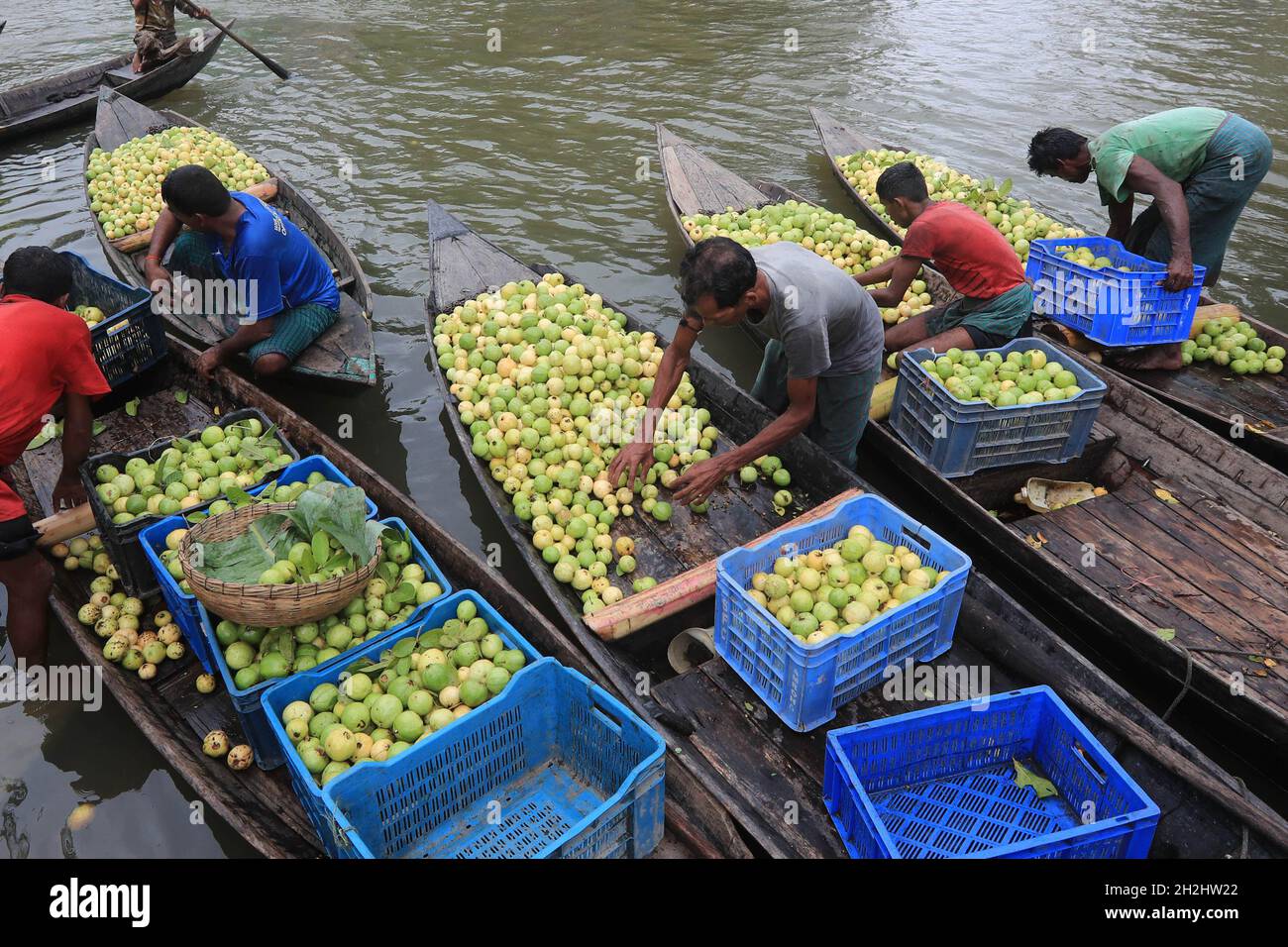 A floating guava market in Barisal at Bangladesh Thousands of farmers ...