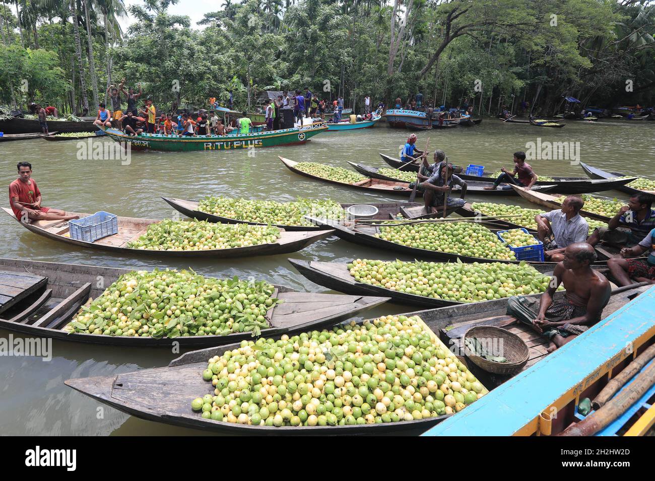 A floating guava market in Barisal at Bangladesh Thousands of farmers ...