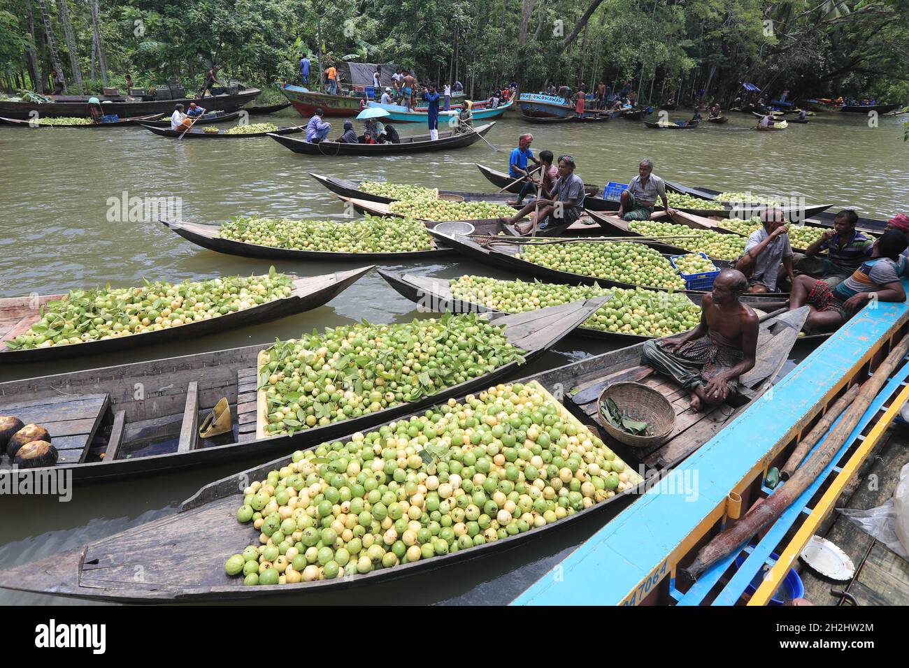 A floating guava market in Barisal at Bangladesh Thousands of farmers ...