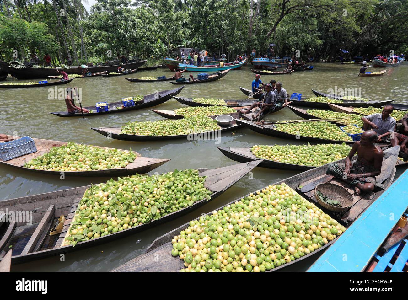 A floating guava market in Barisal at Bangladesh Thousands of farmers ...