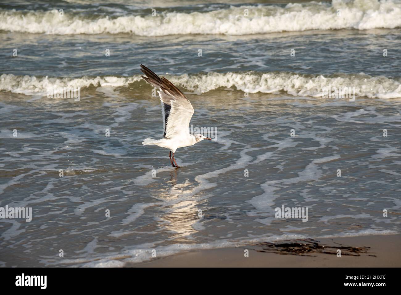 Laughing Gull with its wings at apex of take off flap Stock Photo - Alamy
