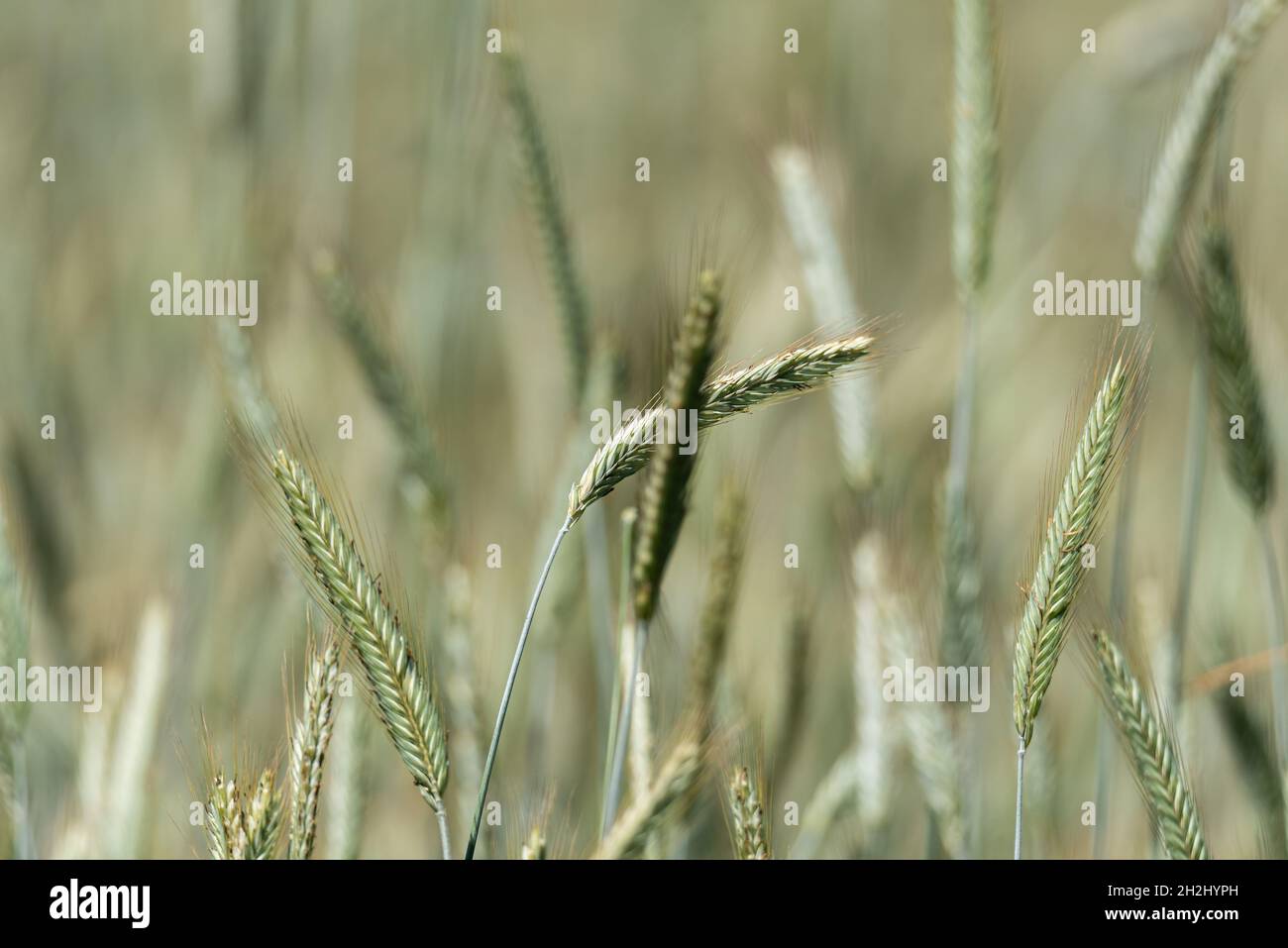 Cereal in the field. Close-up of ears of ripening rye. Farming in the ...