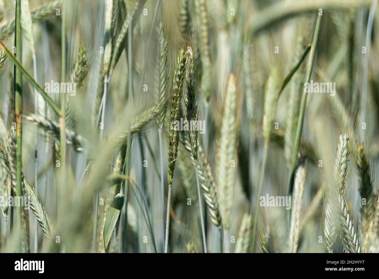 Cereal in the field. Close-up of ears of ripening rye. Farming in the ...
