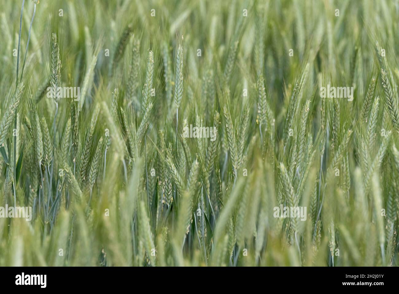 Cereal in the field. Close-up of ears of ripening rye. Farming in the ...