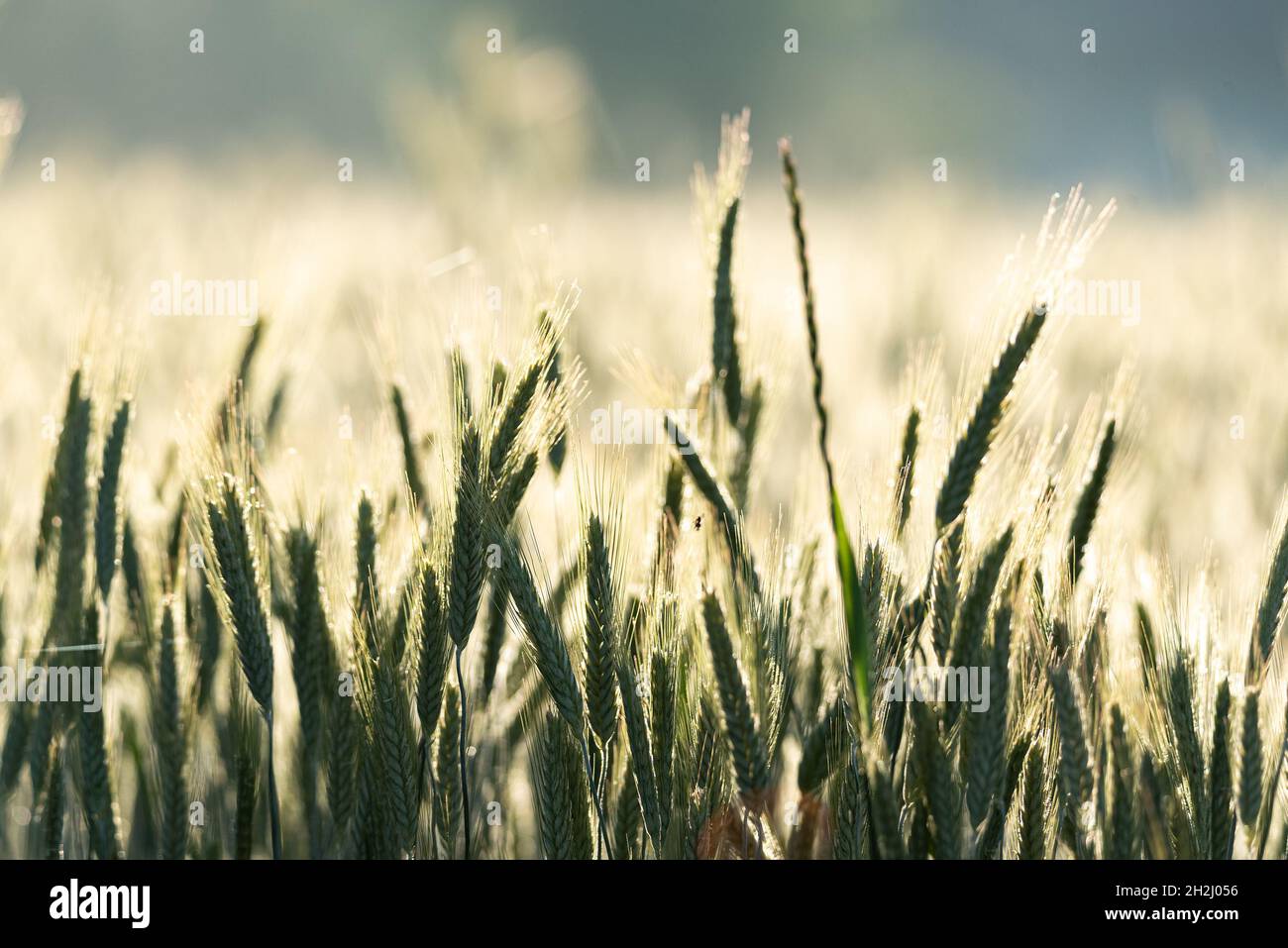 Cereal in the field. Close-up of ears of ripening rye. Farming in the ...