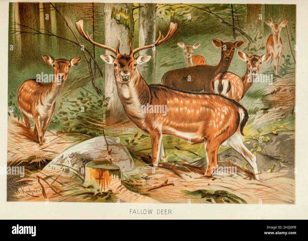 European fallow deer or common fallow deer (Dama dama) is a species of ...