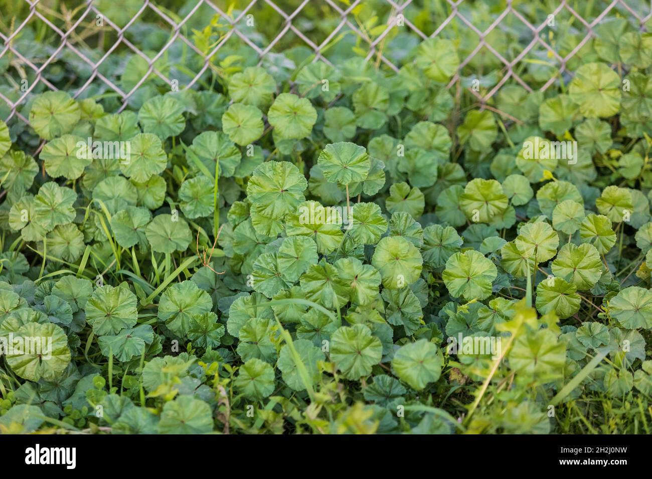 a large cluster of Common Mallow growing along a fence Stock Photo - Alamy