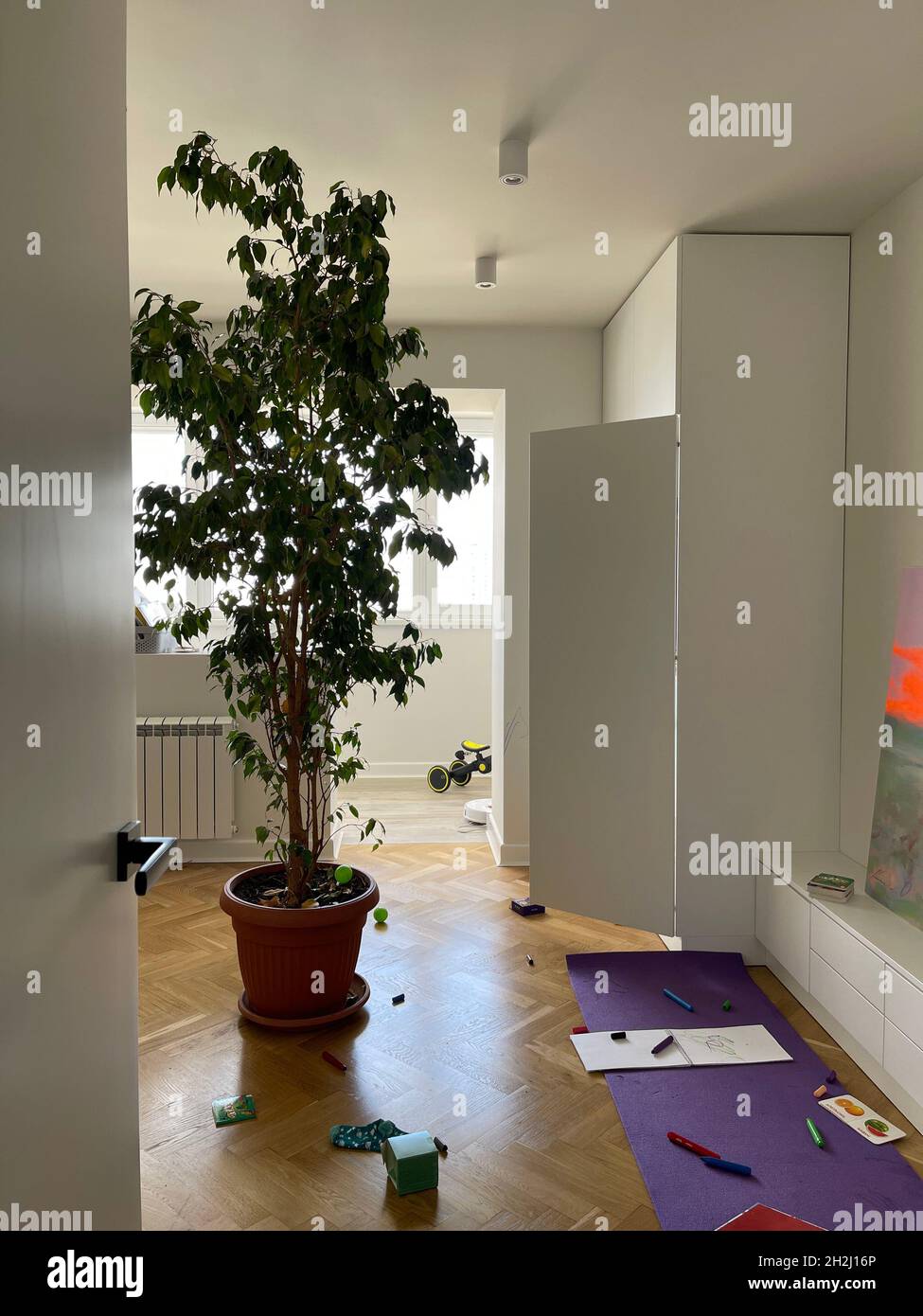 Vertical shot of a big ficus tree growing in a pot indoors Stock Photo ...