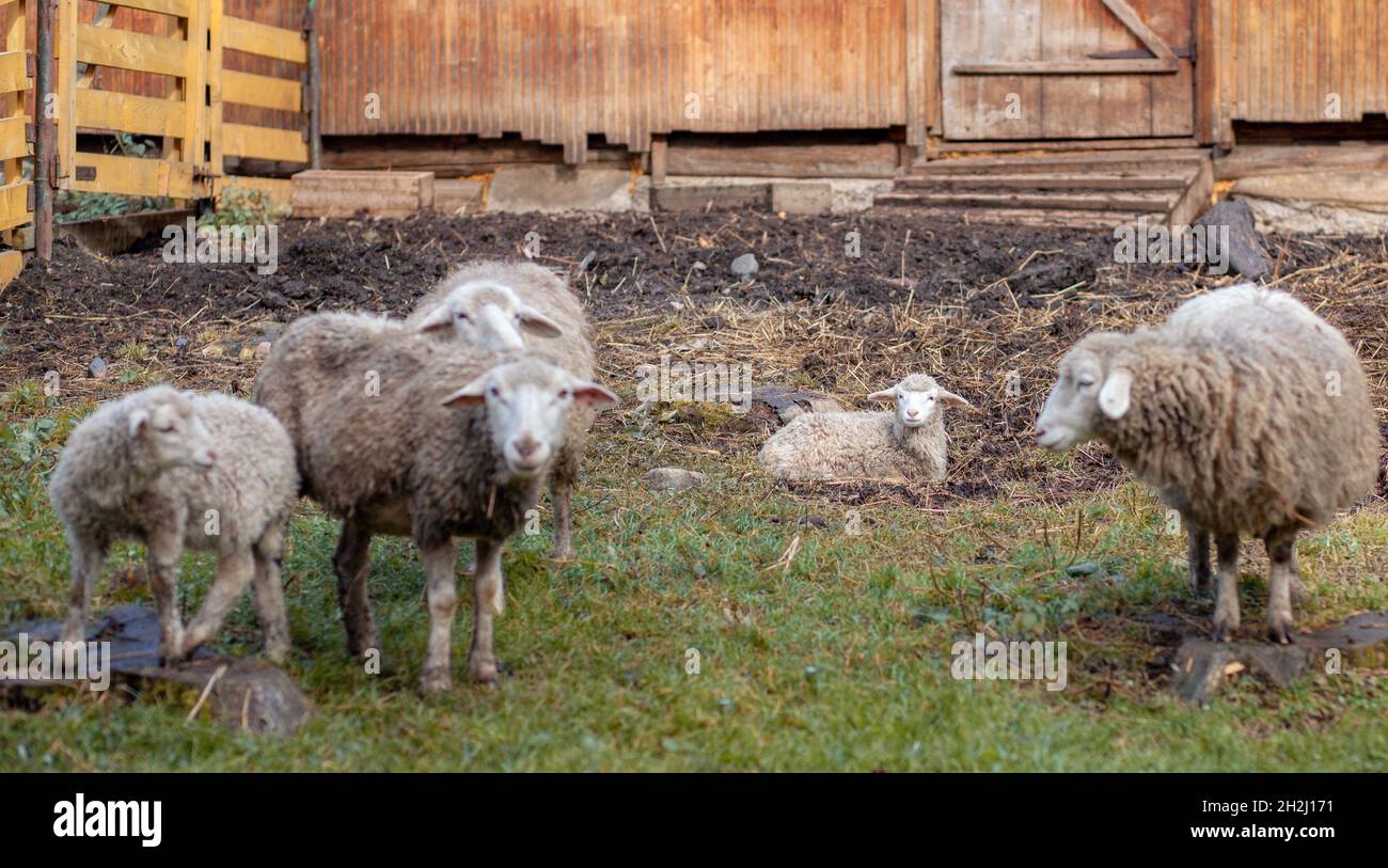 White curly sheep behind a wooden paddock in the countryside. Sheep and lambs graze on the green ...