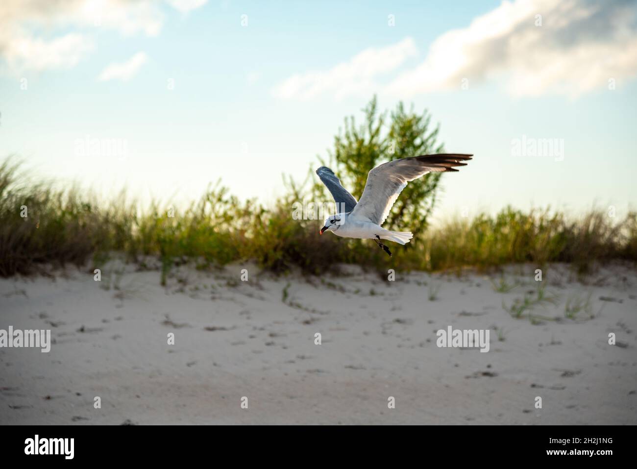 Seagull poses hi-res stock photography and images - Alamy