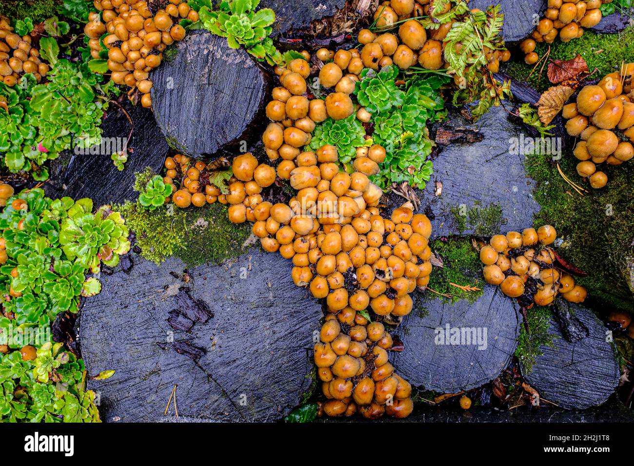 A cluster of small toadstools growing amongst tree stumps Stock Photo ...