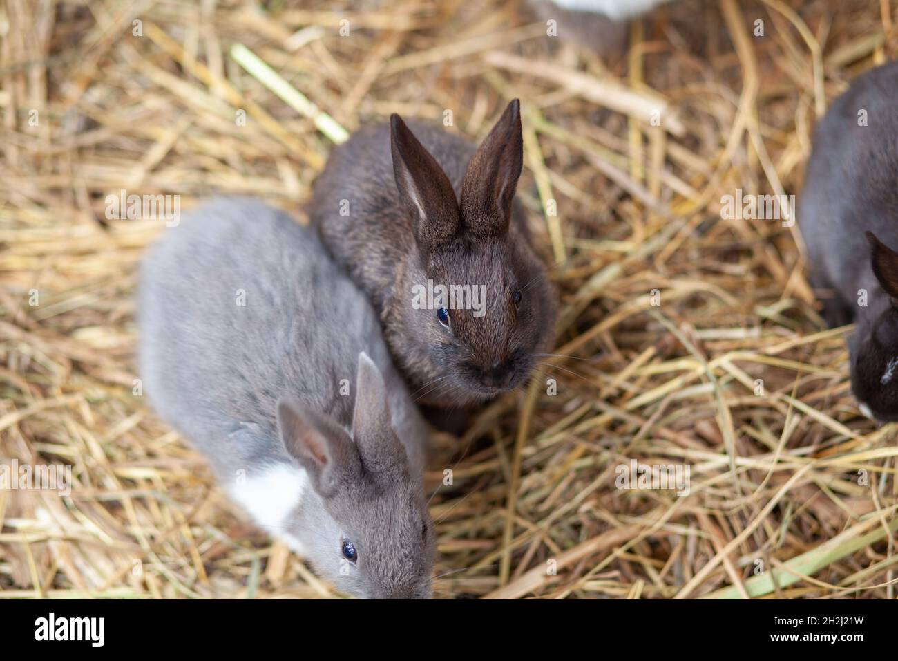 Small fluffy rabbits in the pen are eating food from a cup. There is a ...