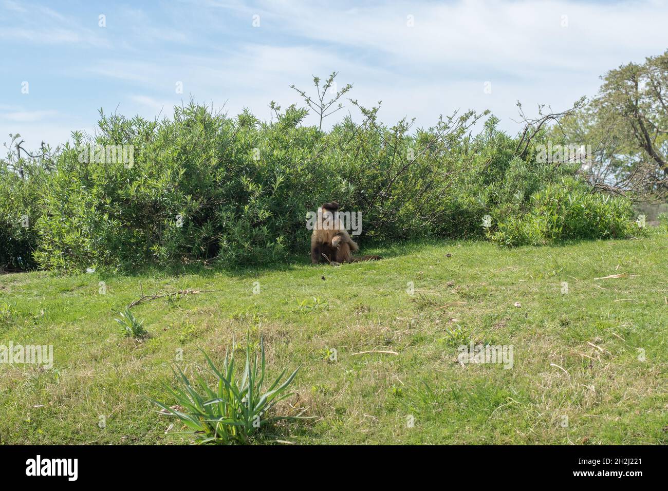 Adorable shaggy monkey hidden in the shrubs in a park Stock Photo - Alamy