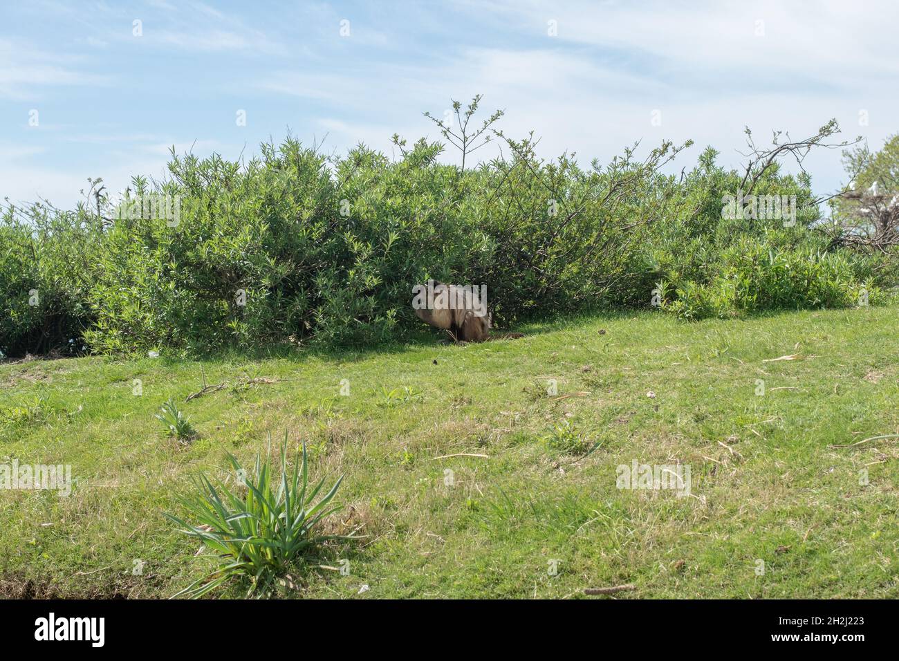 Adorable shaggy monkey hidden in the shrubs in a park Stock Photo - Alamy