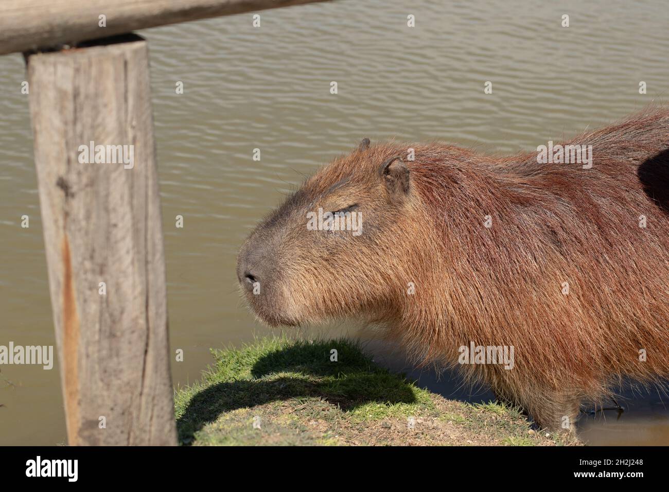 Giant cavy rodent hi-res stock photography and images - Alamy