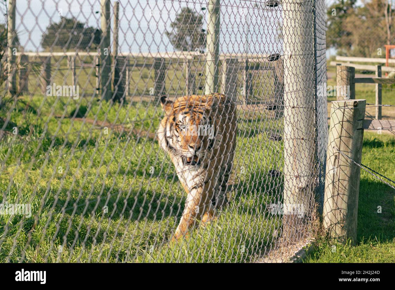 Tiger behind a fence hi-res stock photography and images - Alamy