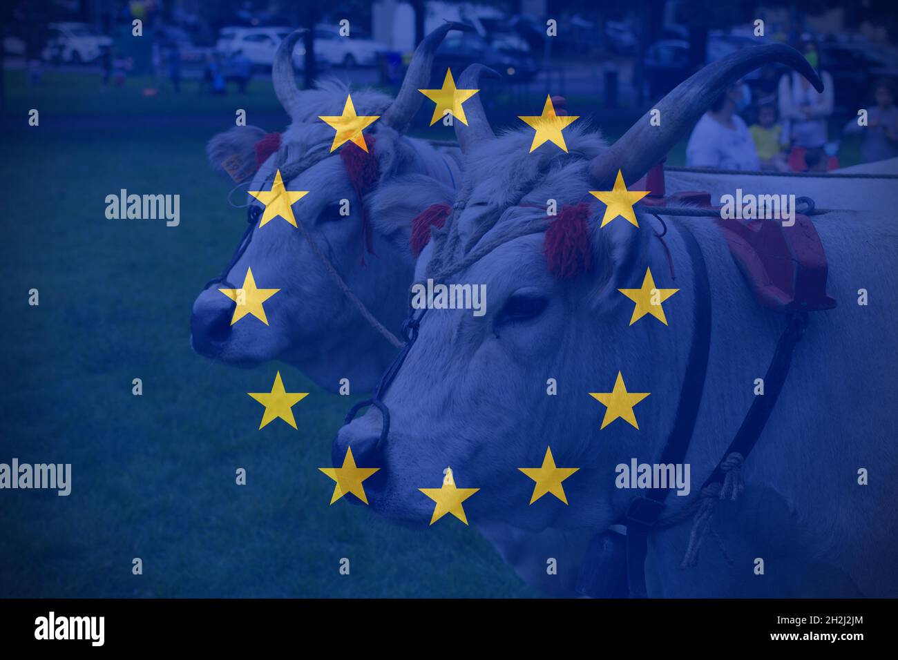 Domestic cows with the European flag as background Stock Photo - Alamy