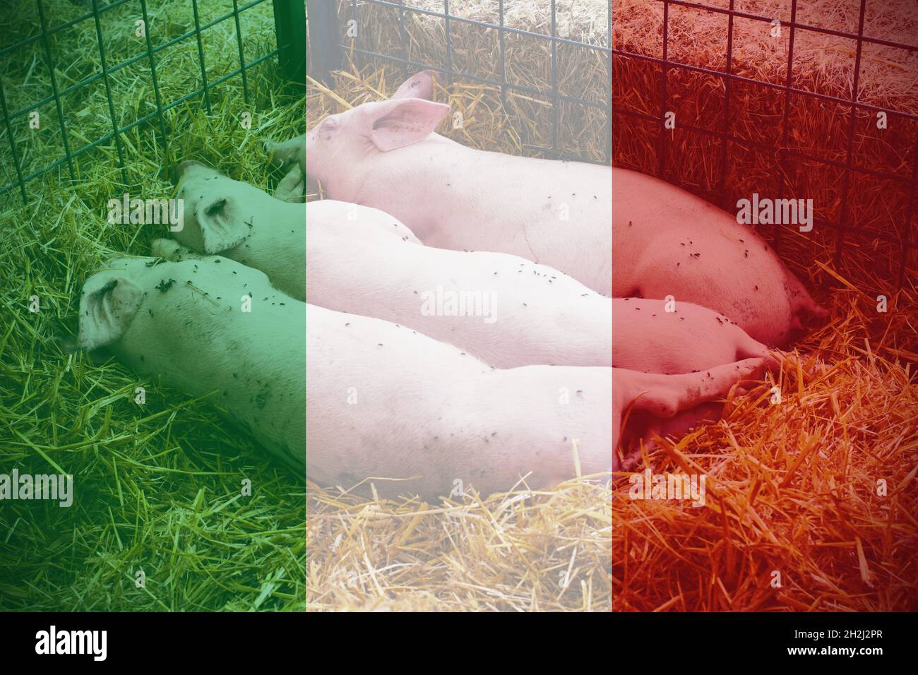 Shot of natural pigs in a cattle farm in Italy, with the Italian flag ...