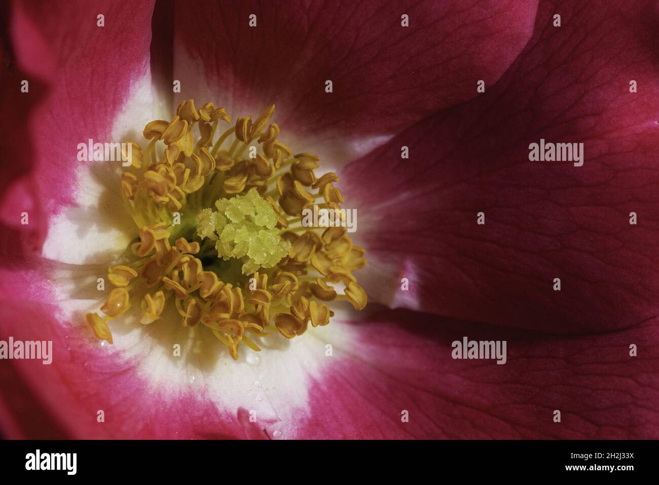 Macro shot of the yellow pollen and anther on a flower with pink petals ...