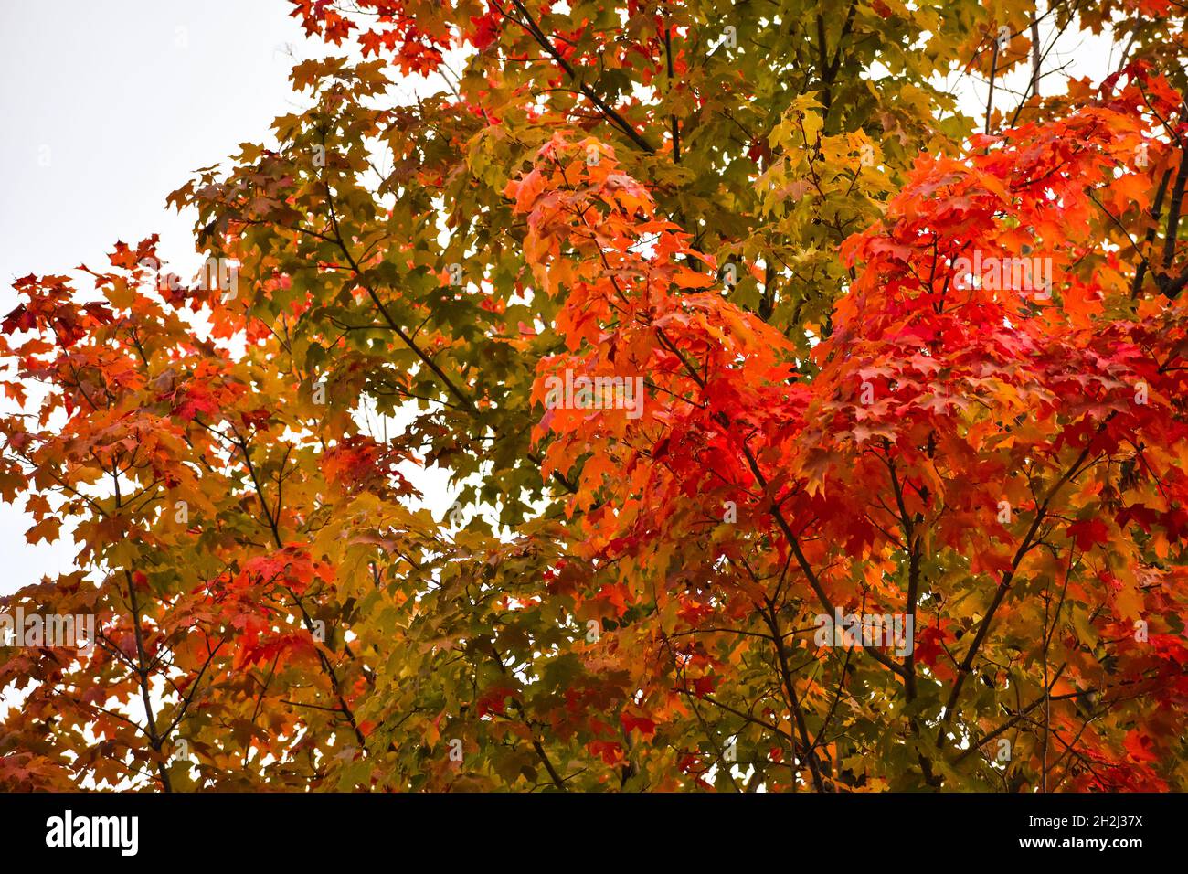 Brightly colored Autumn leaves with colors of red, orange, yellow and ...