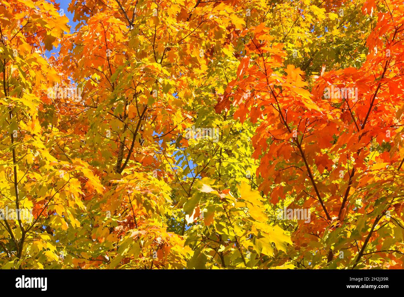 Brightly colored Autumn leaves with colors of red, orange, yellow and ...