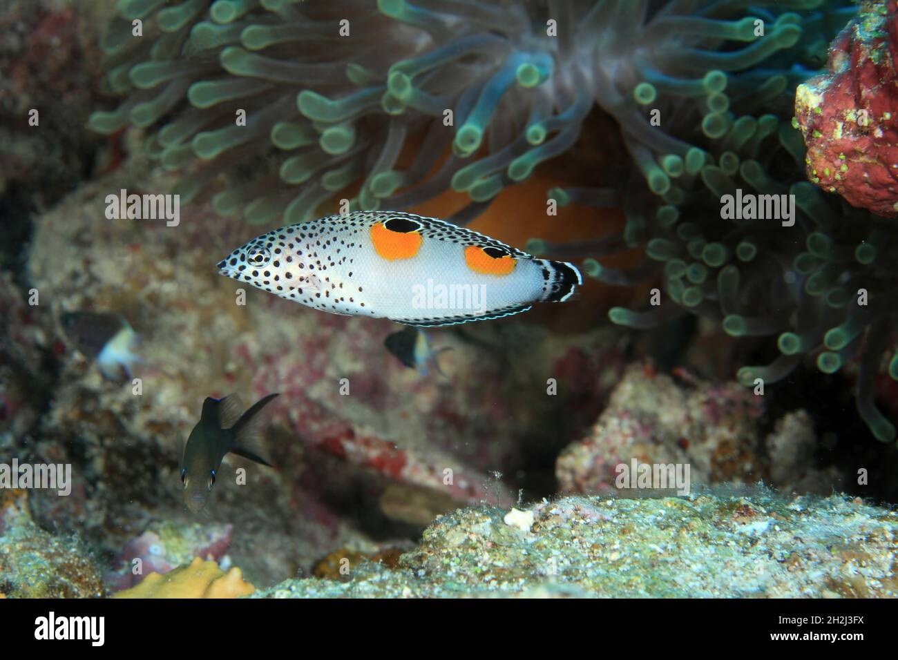 Marine life of the Red Sea Stock Photo - Alamy