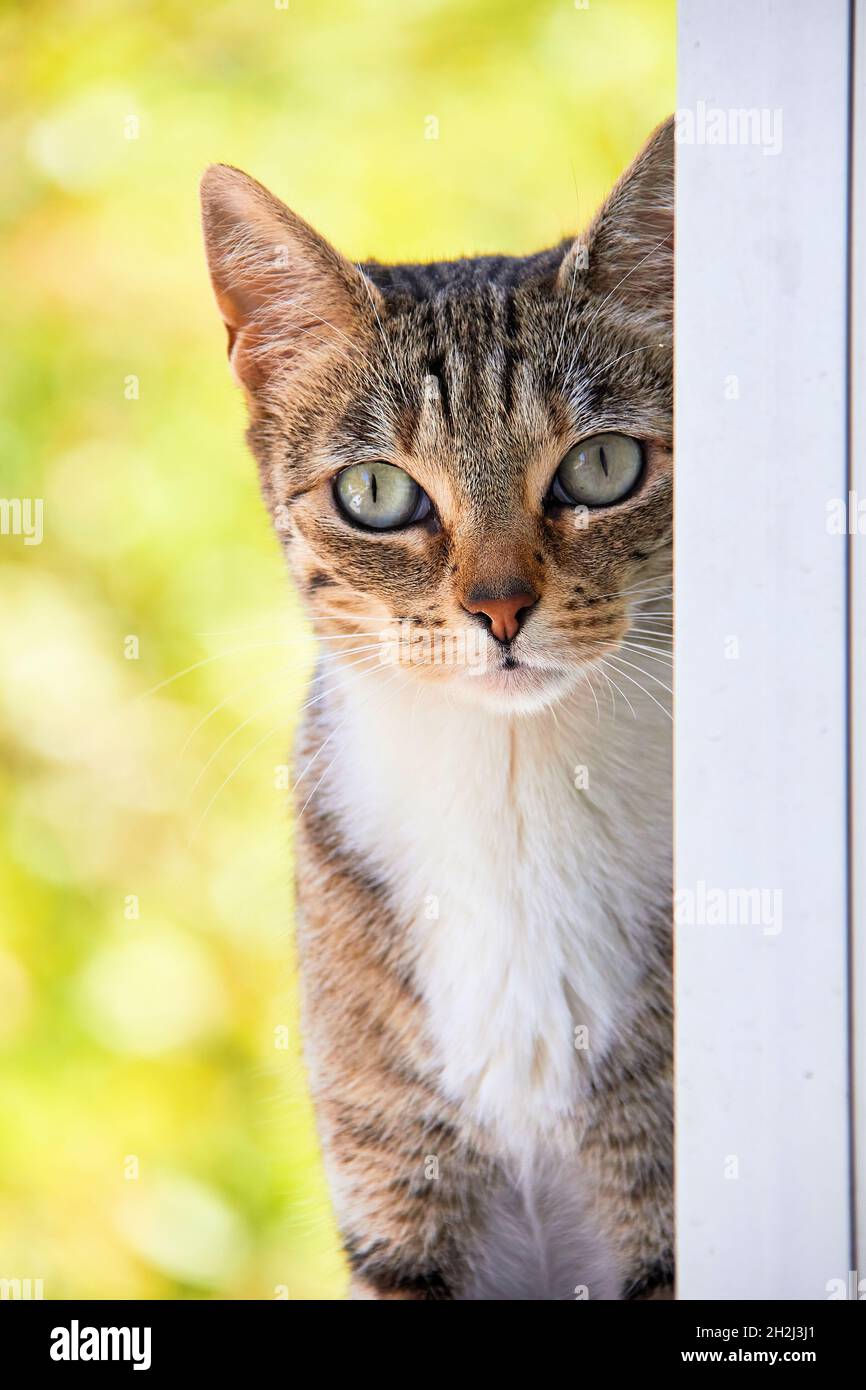 Cat near the window Stock Photo - Alamy