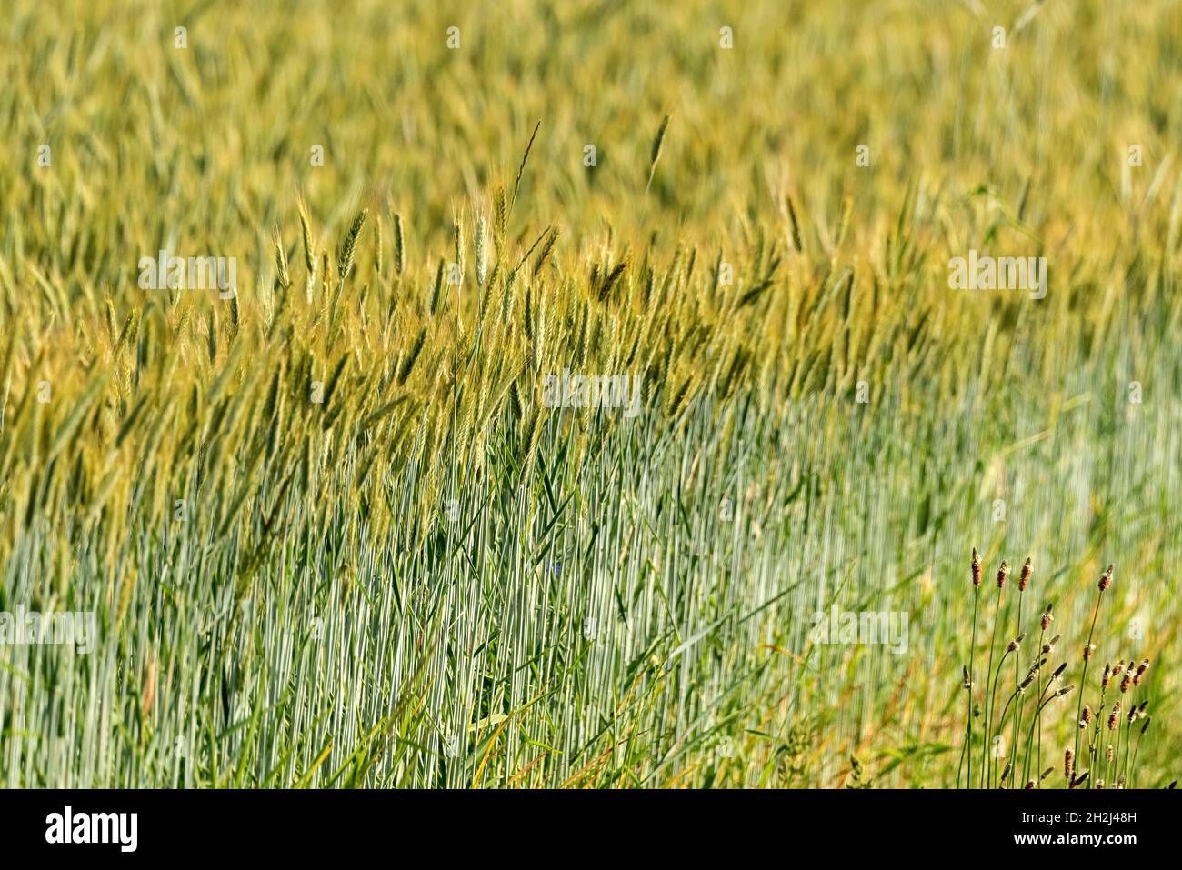 Cereal in the field. Close-up of ears of ripening rye. Farming in the ...