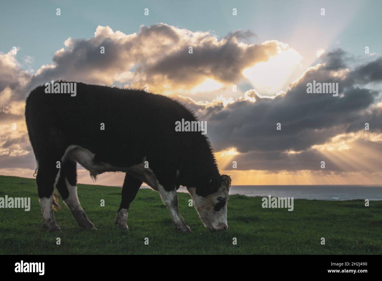 Side view of a brown and white cow grazing alone in the pasture at ...