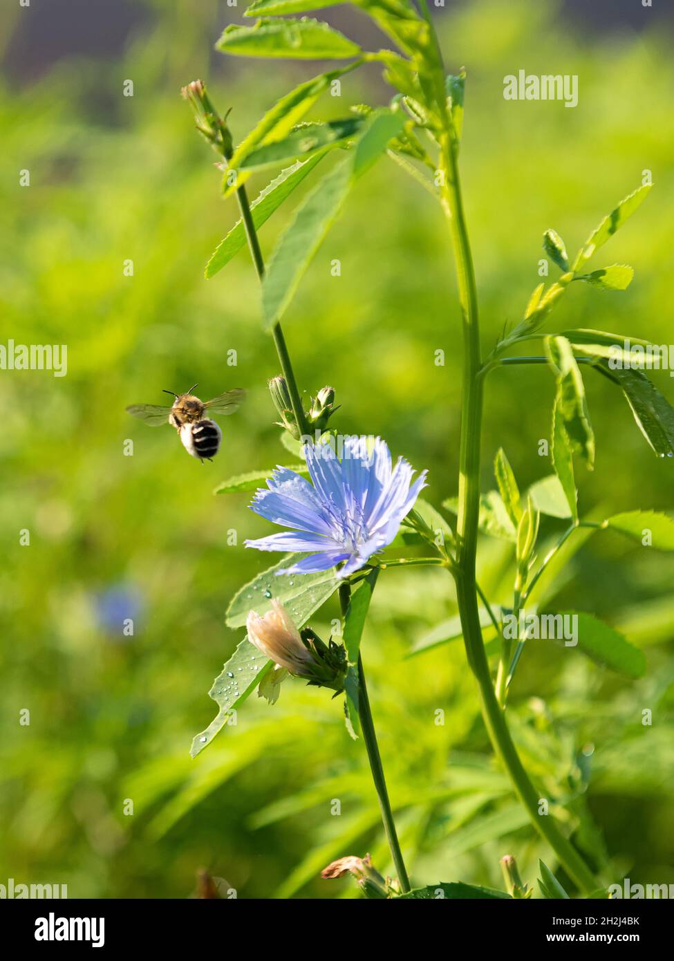 Chicory Flower