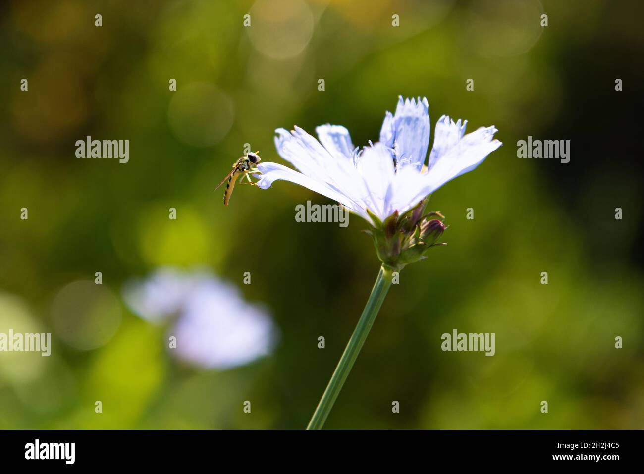 Coffee pollination hi-res stock photography and images - Alamy