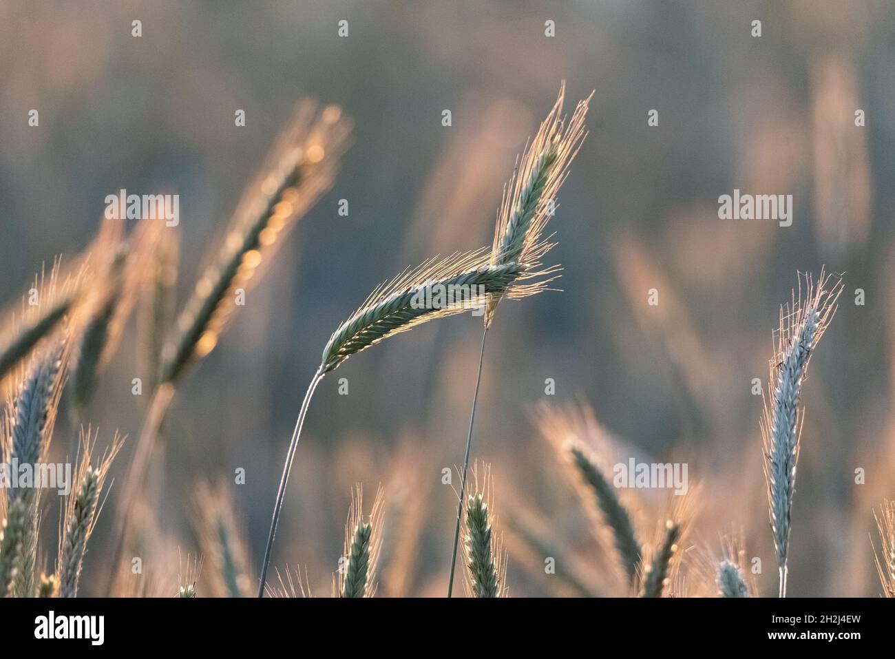 Cereal in the field. Close-up of ears of ripening rye. Farming in the ...