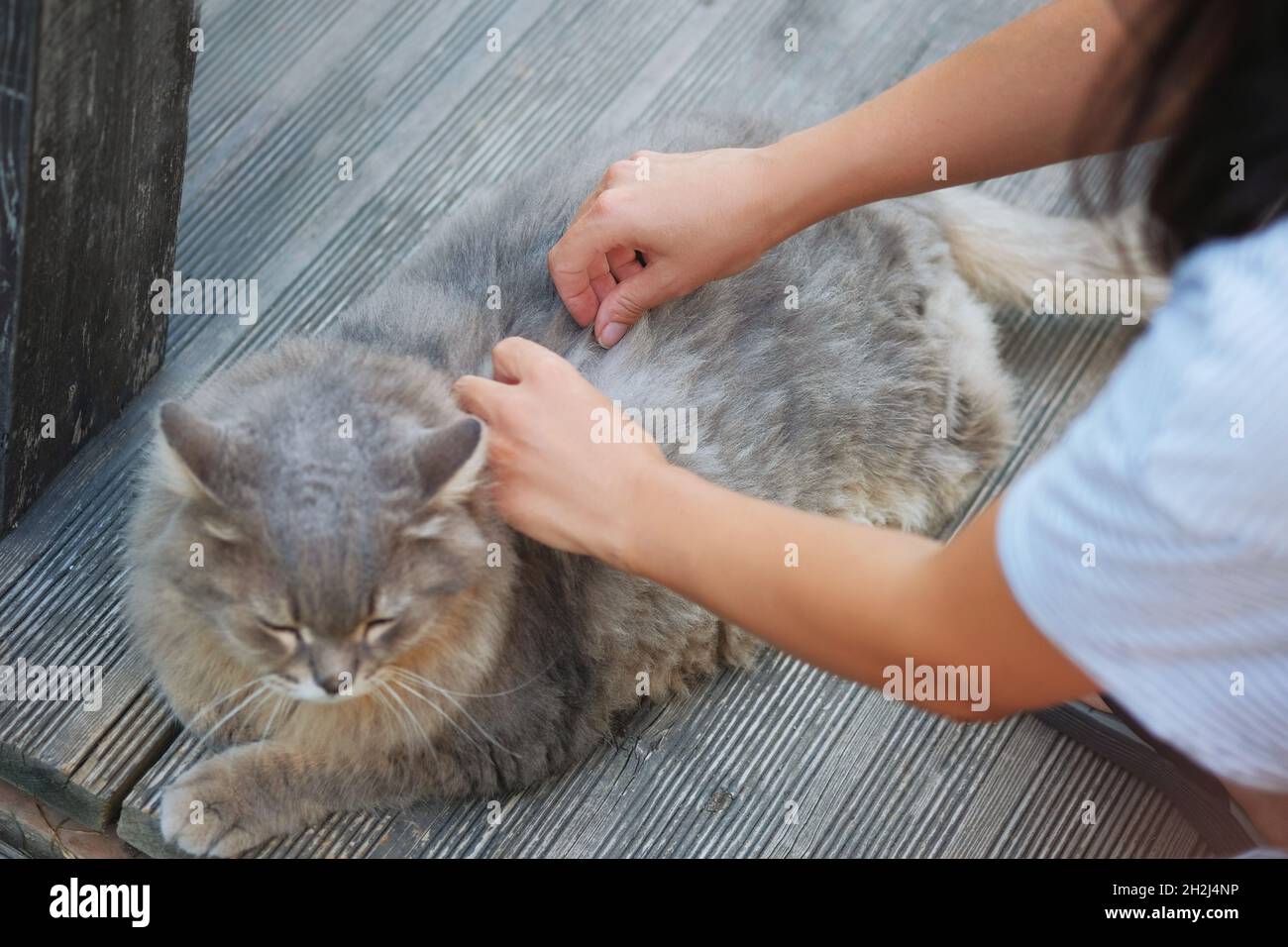 Cat bite wound hi-res stock photography and images - Alamy
