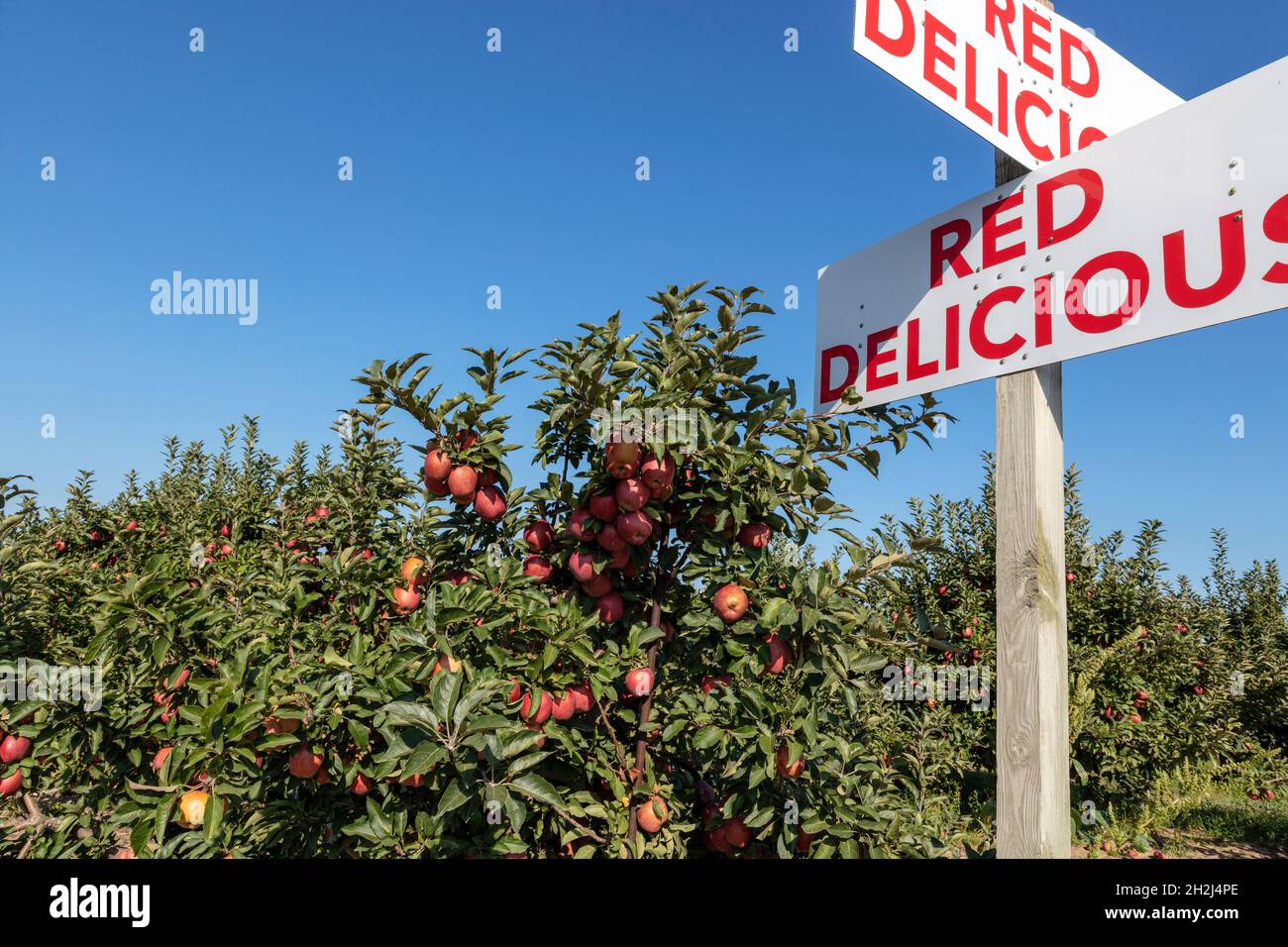 Apple Orchard, Red Delicious apples ripening on trees, SW Michigan, USA ...