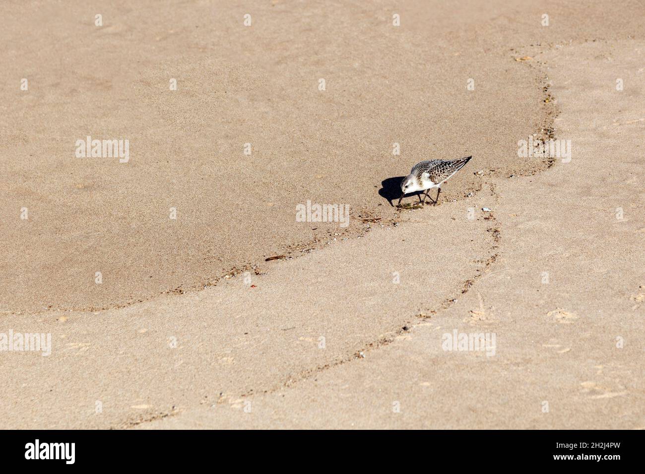 James alba hi-res stock photography and images - Alamy