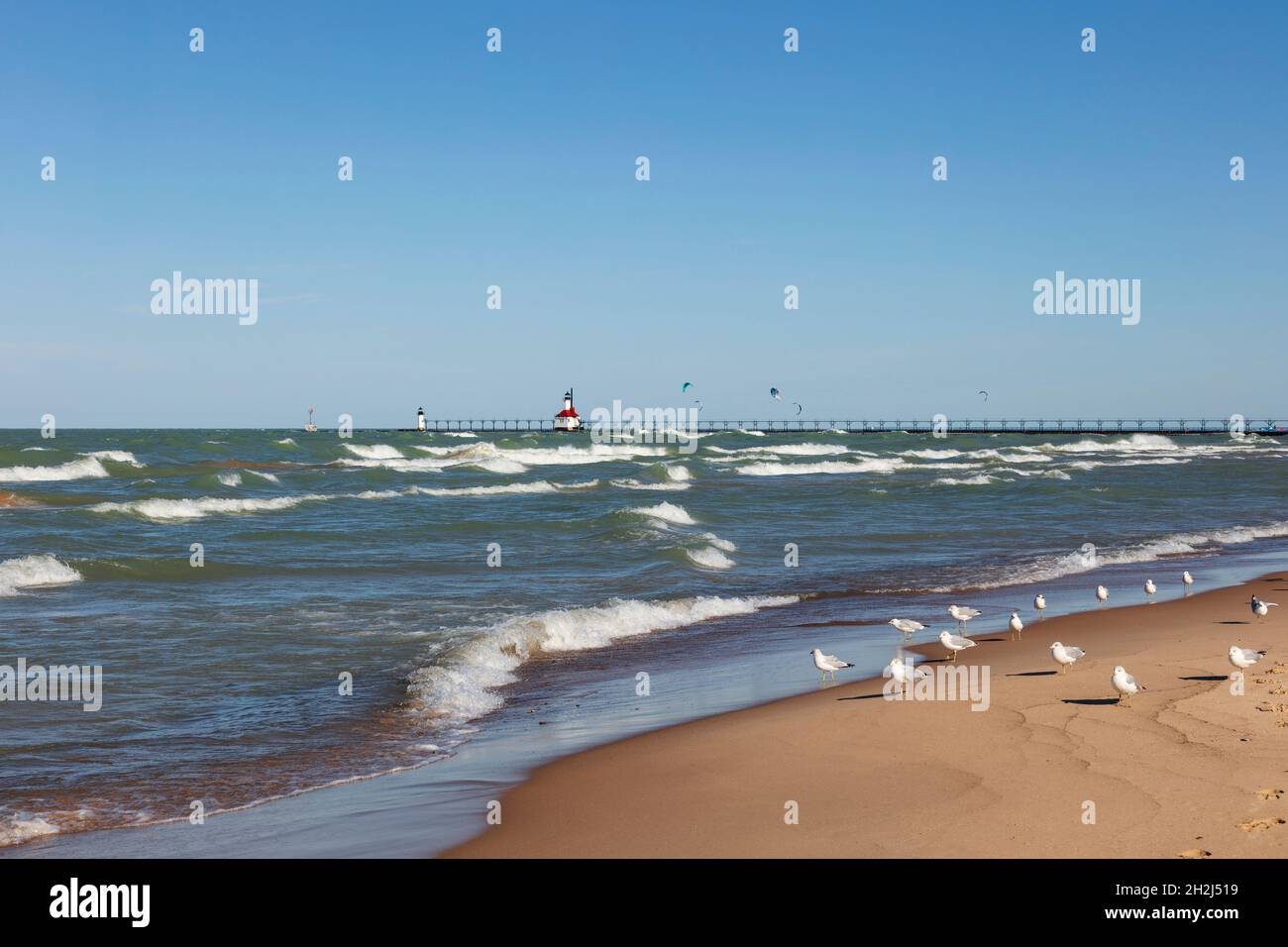Ring-billed Gulls along shoreline of Lake Michigan, near St Joseph ...