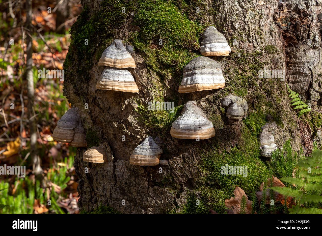 Tinder Fungus (Fomes fomentarius), growing on dead tree, E USA, by ...
