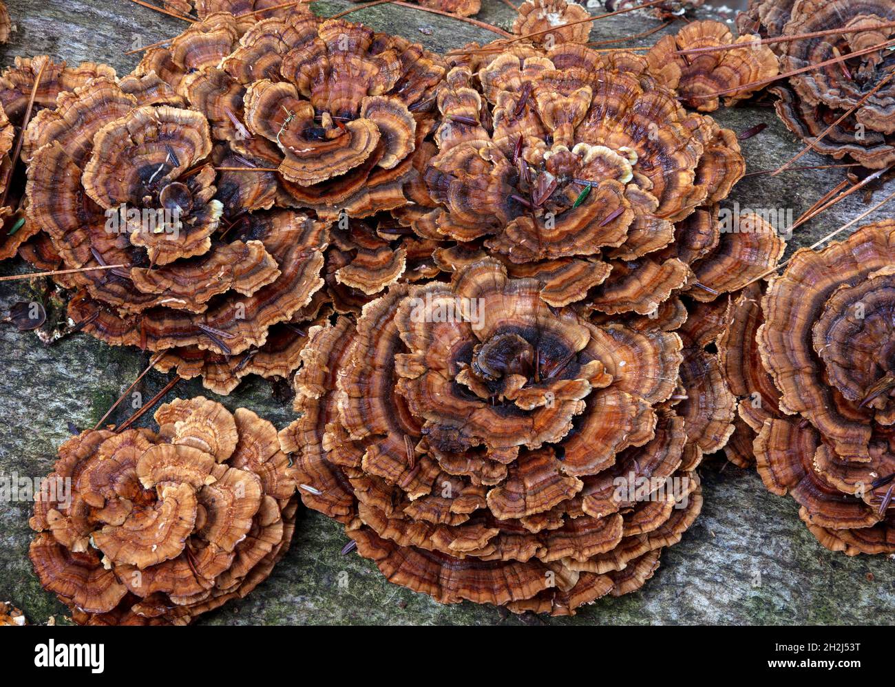 Turkey Tail Fungus, Autumn, E USA, by James D Coppinger/Dembinsky Photo ...