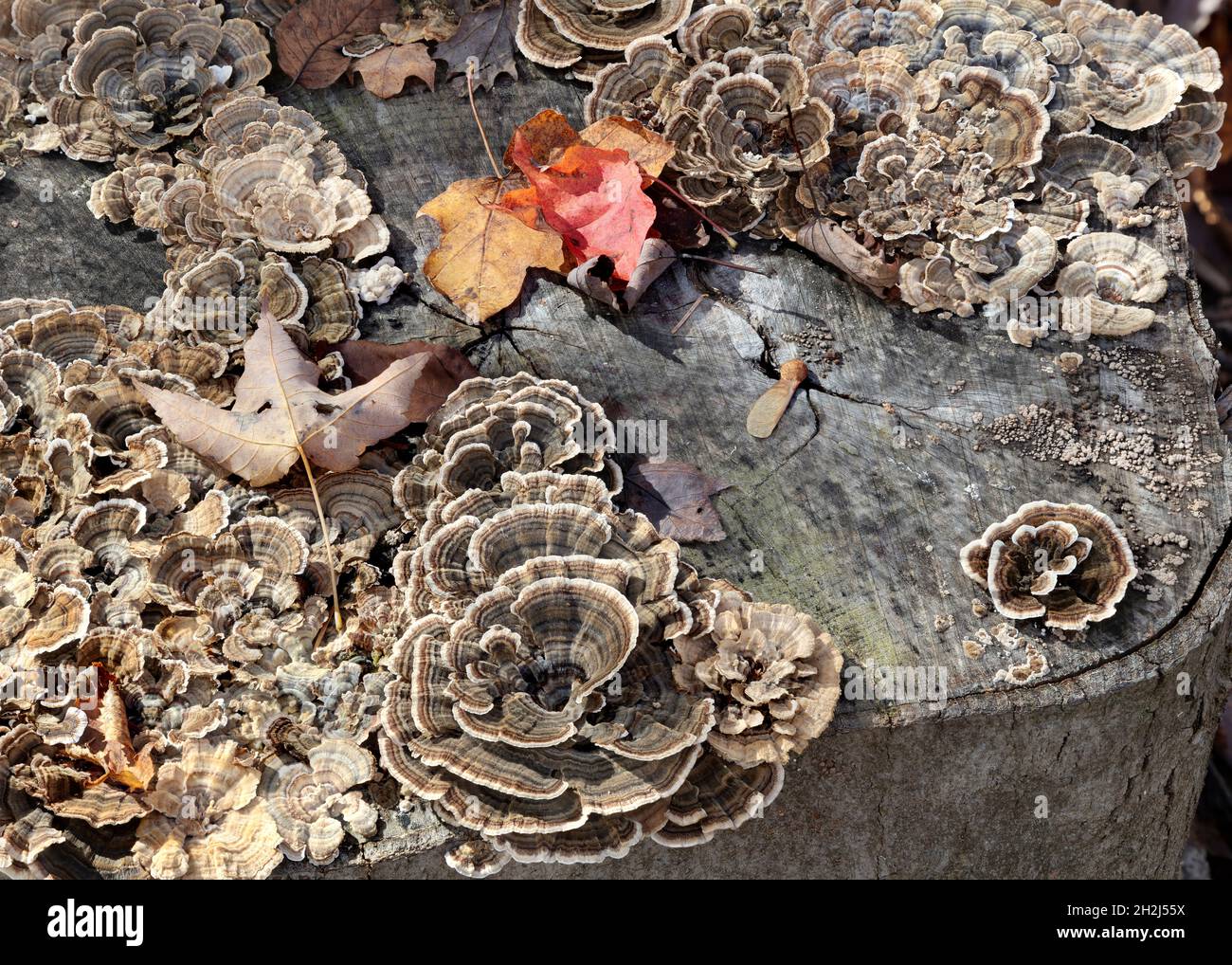 Turkey Tail Fungus, Autumn, E USA, by James D Coppinger/Dembinsky Photo ...
