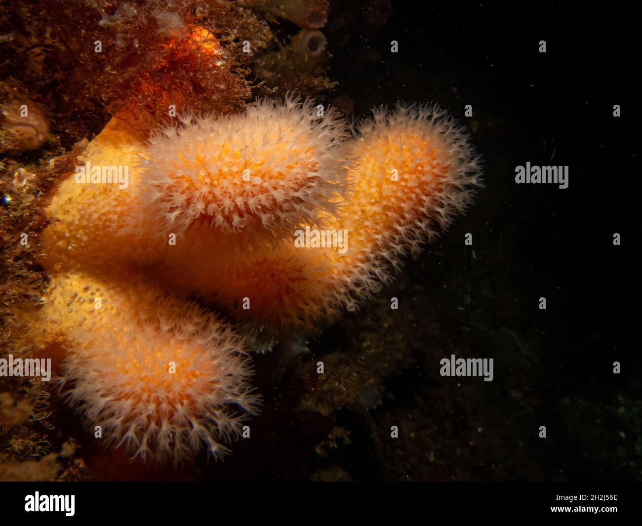 A closeup picture of a feeding soft coral dead man's fingers or ...