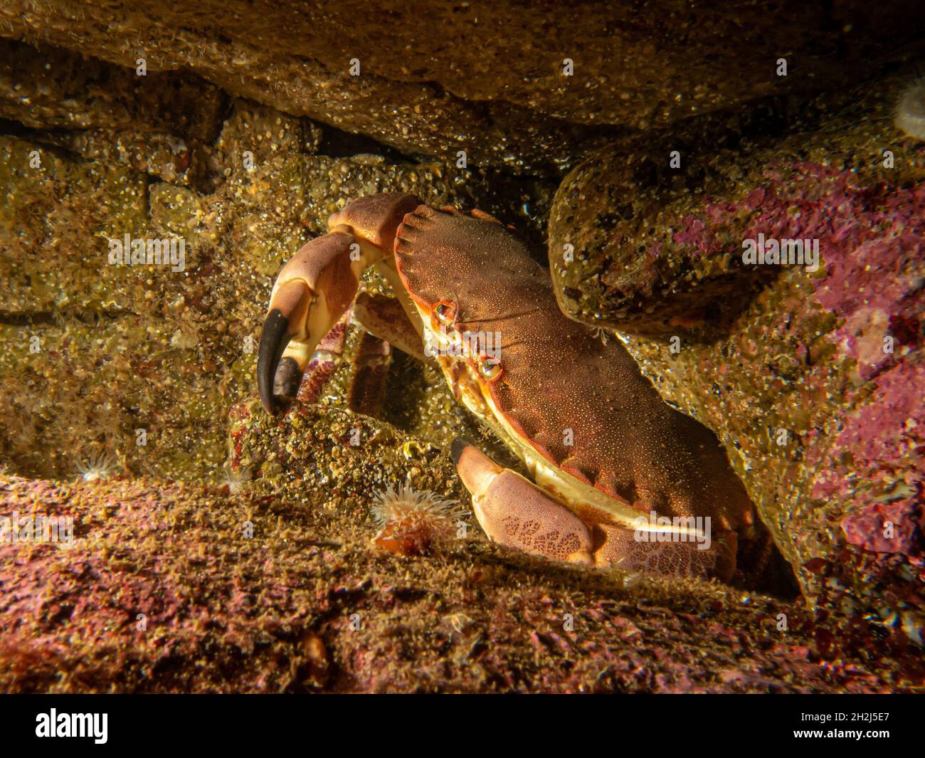 A closeup picture of a Cancer pagurus, also known as edible crab or ...
