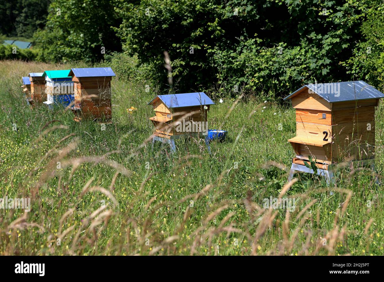 Beehives in a field in the Calvados department (Normandy, north-western ...