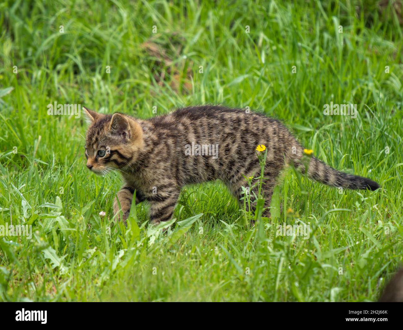Scottish Wildcat Kitten in Grass Stock Photo - Alamy