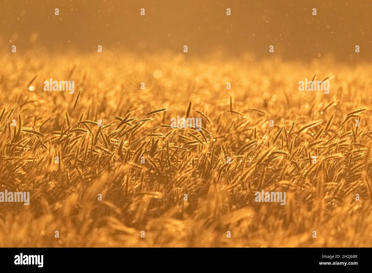 Cereal in the field. Close-up of ears of ripening rye. Farming in the ...