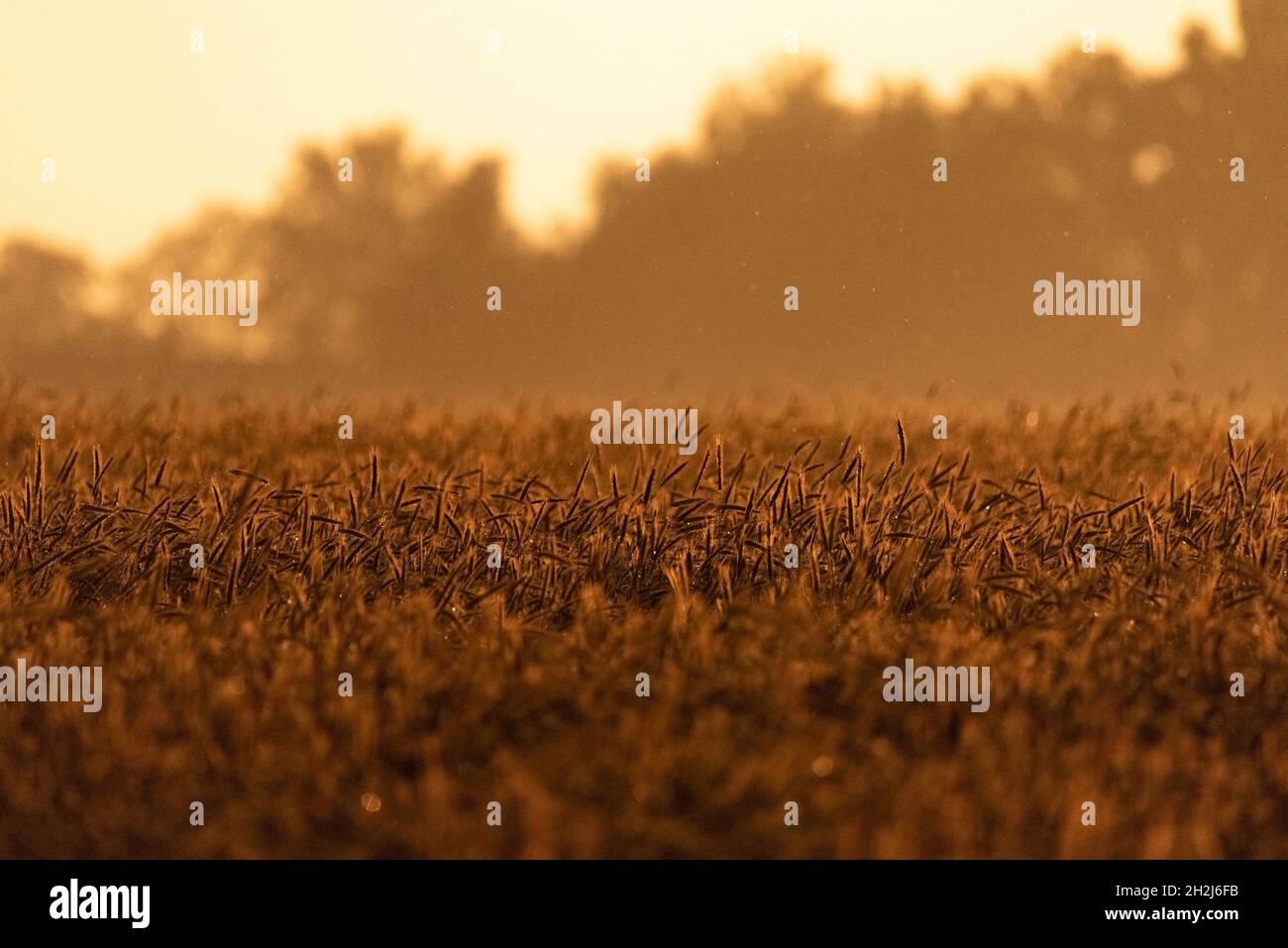 Cereal in the field. Close-up of ears of ripening rye. Farming in the ...