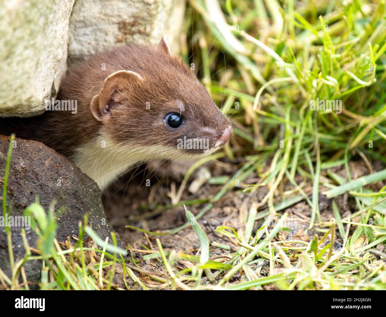 Stoat Head Looking out of a Hole Stock Photo - Alamy