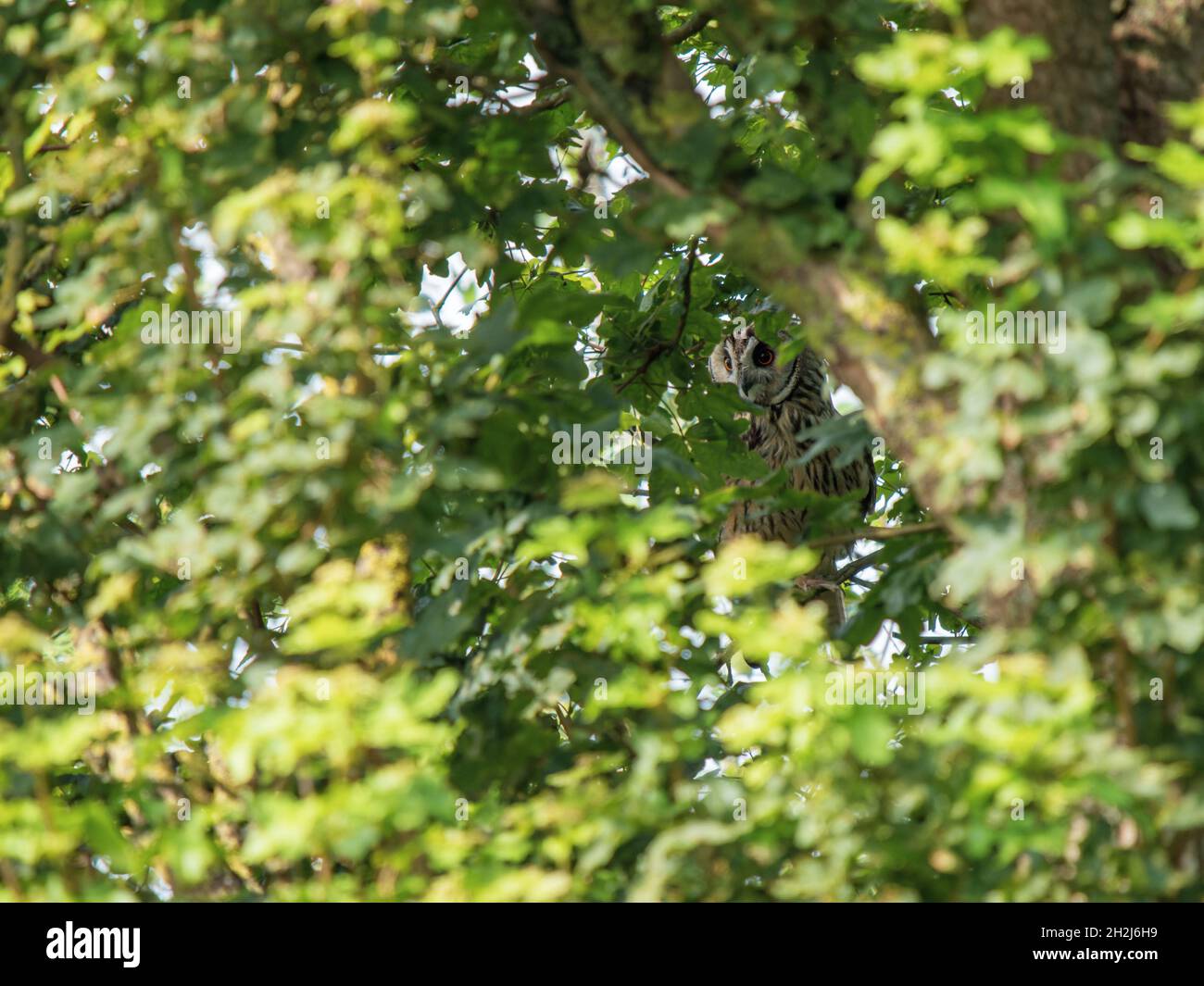 Tawny Owl Hiding in a Tree Stock Photo - Alamy