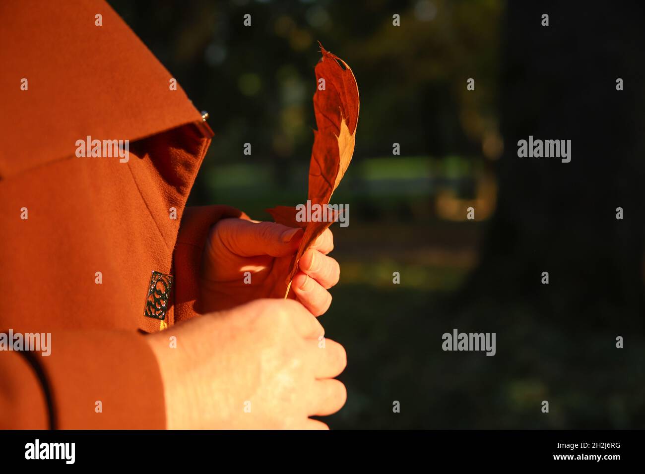 Female hands holding oak tree leaf. Bright stylish woman in orange coat ...